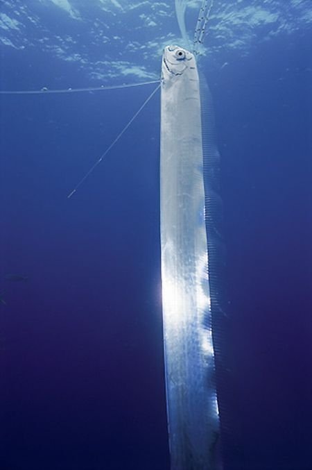 Oarfish : ปลาที่ยาวที่สุดในโลก หรือ ที่คนไทยเรียกกันว่า ปลาพญานาค